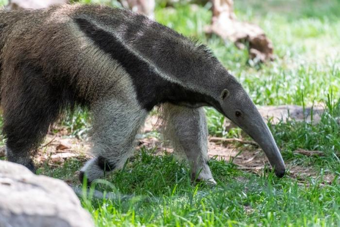 Anteaters | Euclid Public Library